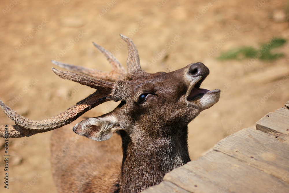 A deer opens its mouth as if asking for food from visitors who come to ...