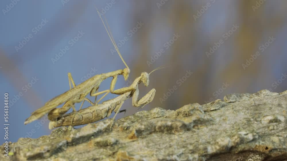 The mating process of praying mantises. Couple of praying mantis mating ...
