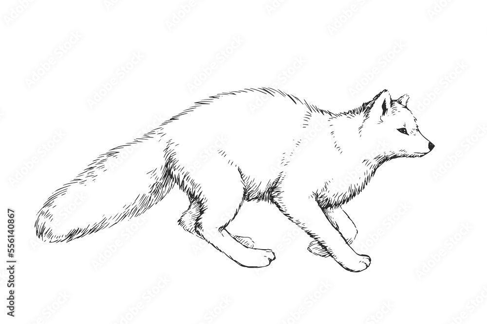 Arctic Clipart Black And White