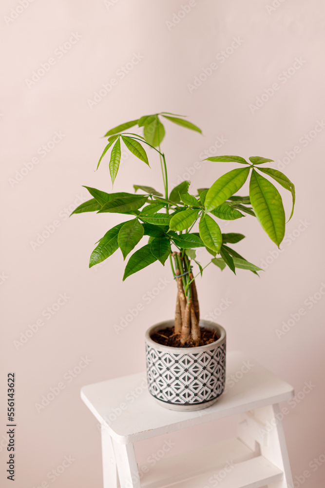 A Money Tree plant Pachira Aquatica. Green pachira aquatica leaves on ...