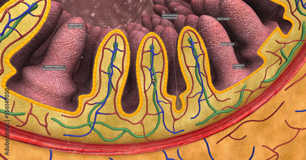 intestinal villi (singular: villus) are small, finger-like projections ...
