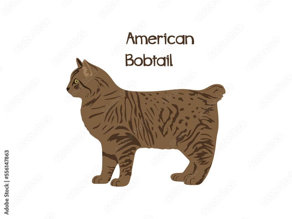 Cat breed american bobtail flat illustration. American bobtail ...