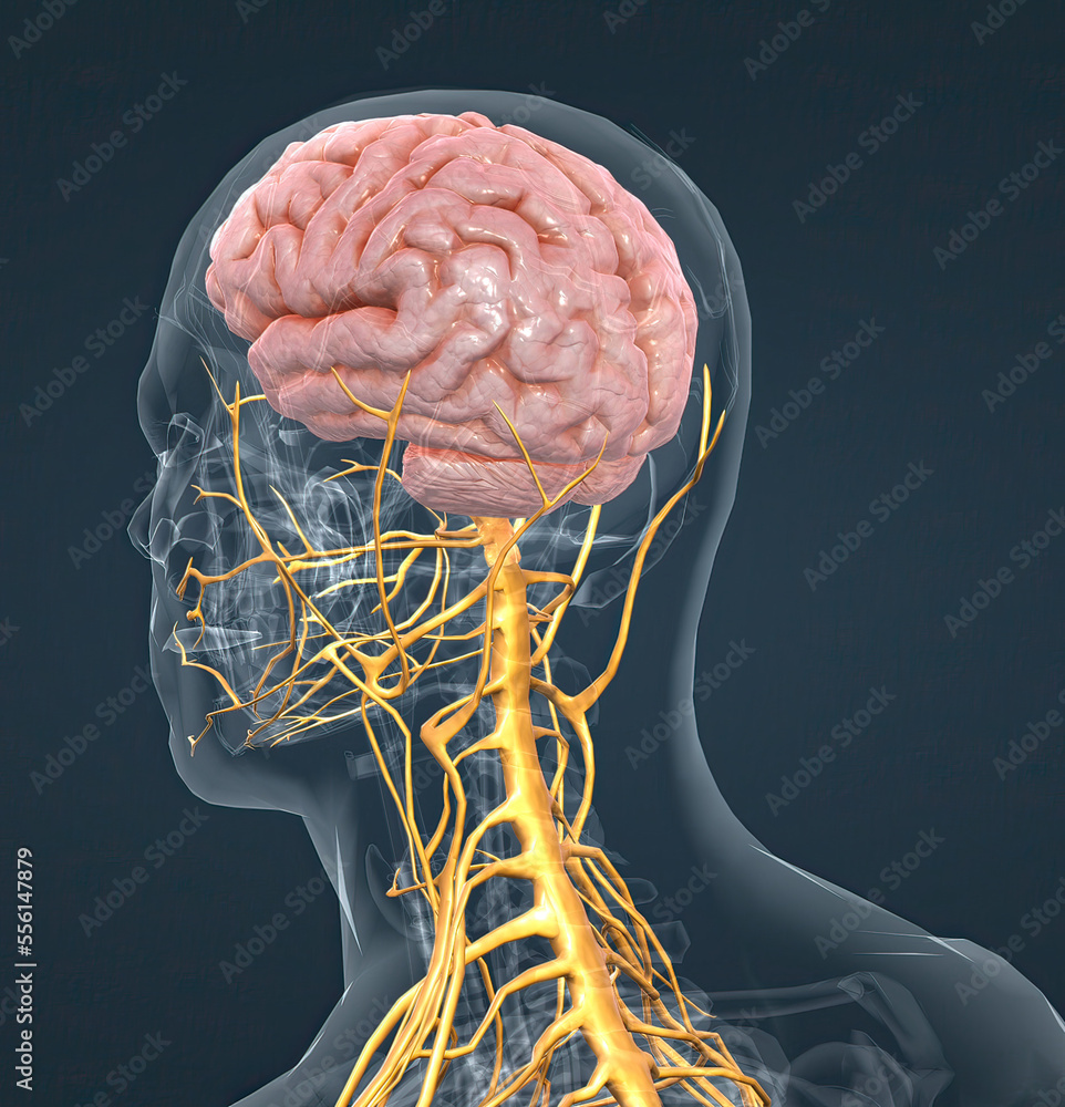 The nervous system is a network of nerves and cells that carry messages ...