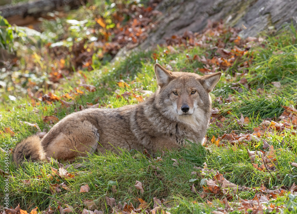 Foto de A beautiful large light colored coyote is laying down resting ...