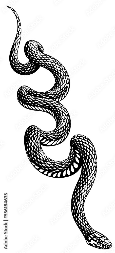Black and white snake. Isolated snake illustration. reptiles. Stock ...