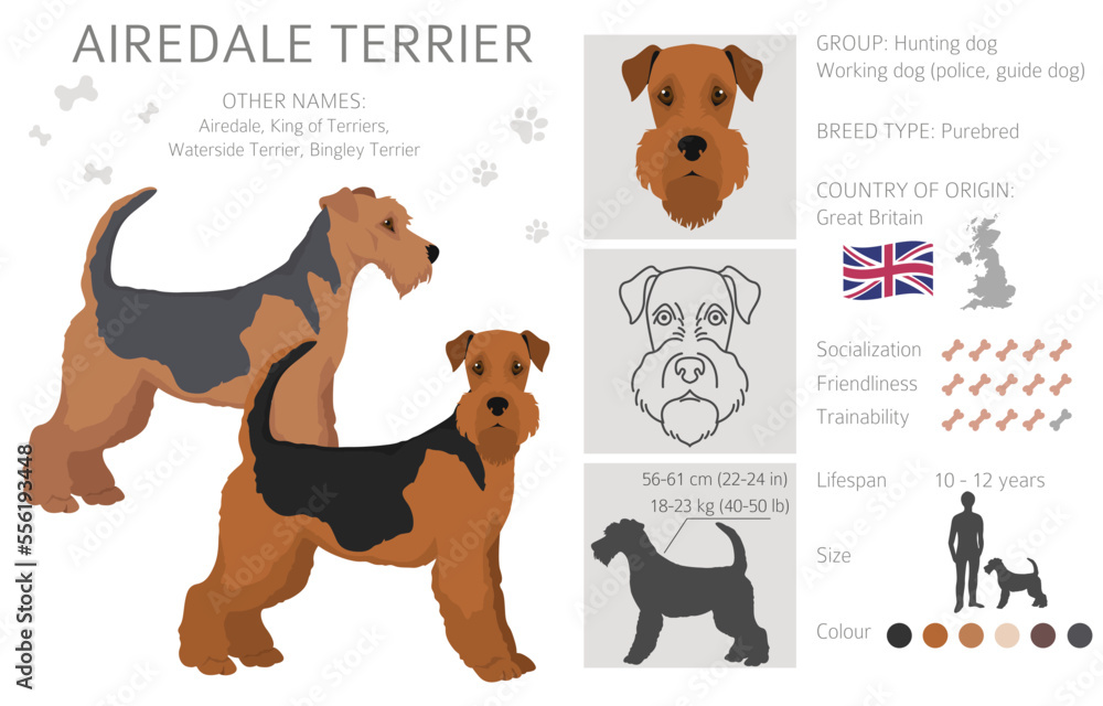 Airedale terrier all colours clipart. Different coat colors set Stock ...