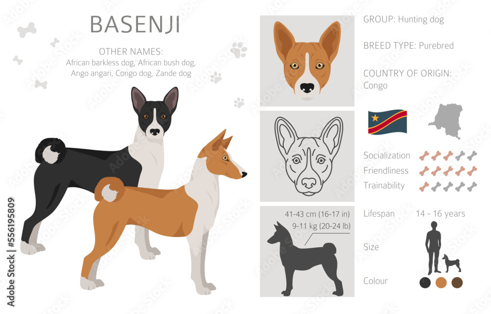 Basenji all colours clipart. Different coat colors and poses set Stock ...