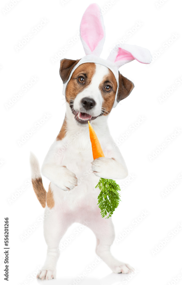 Jack russell terrier puppy wearing easter rabbits ears holds carrot ...