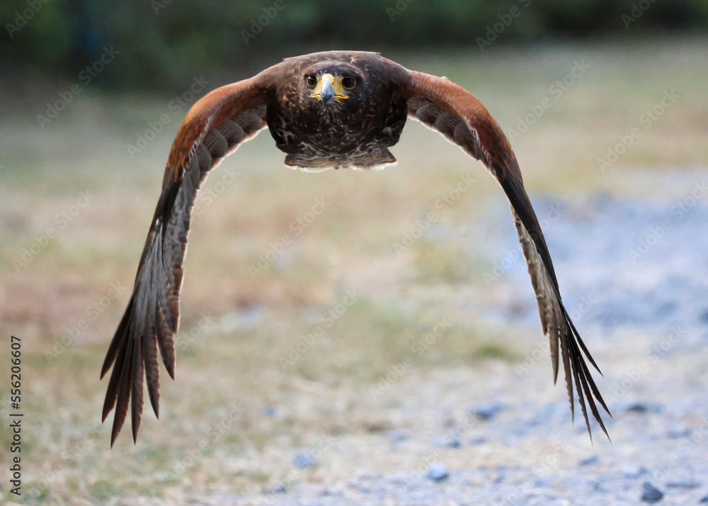 Golden Eagle, bird is flying with moving down on wings. Nature and ...