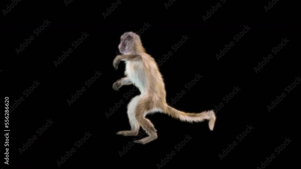 Vidéo Stock White-headed Capuchin, black monkey, monkeys Dance CG fur ...