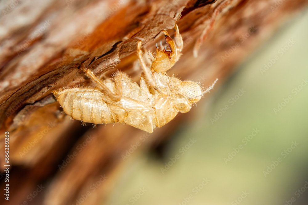 Beautiful nature scene macro cicada molting. Showing of eyes and wing ...