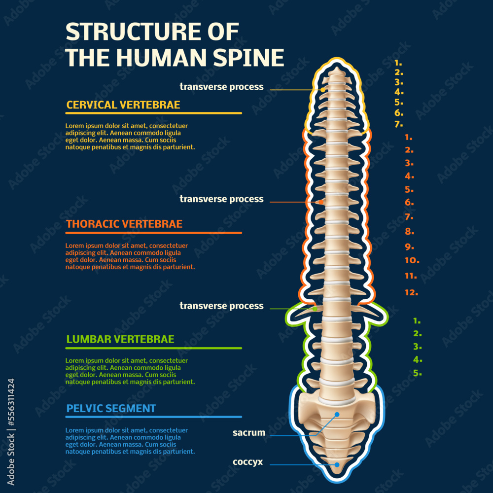 Spine structure infographic. Human vertebral, specifying all divisions ...