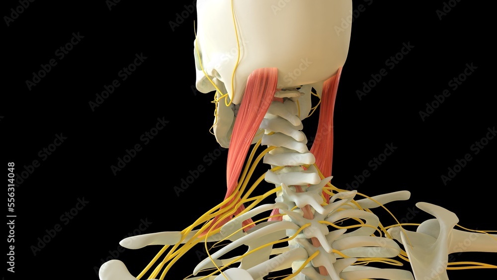 Sternocleidomastoid Muscle anatomy for medical concept 3D rendering ...