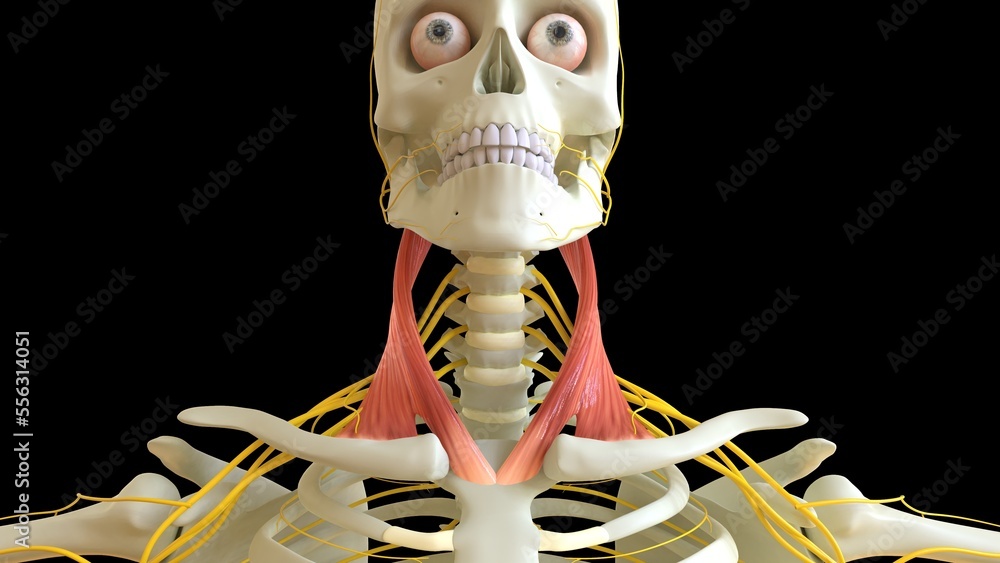 Sternocleidomastoid Muscle anatomy for medical concept 3D rendering ...