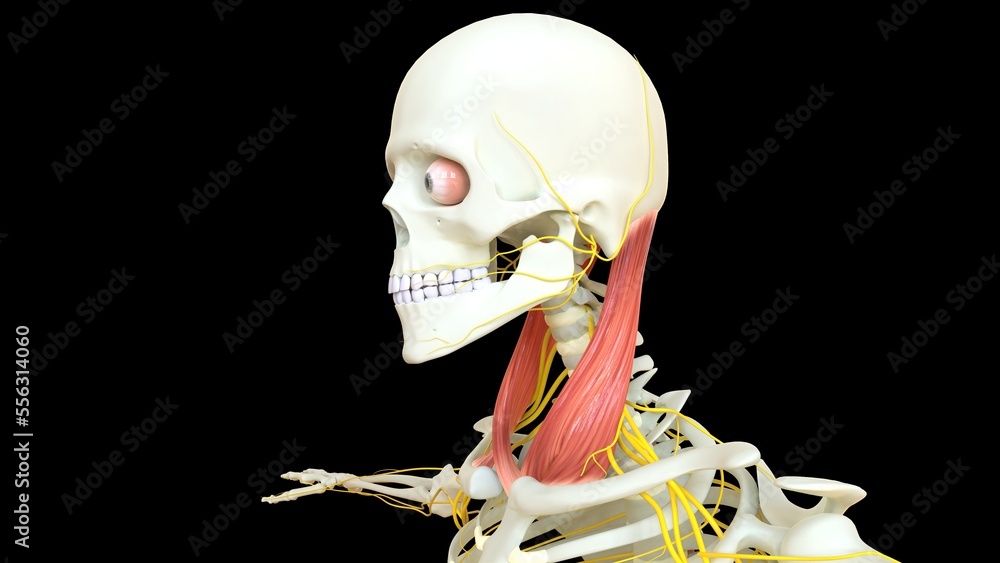 Sternocleidomastoid Muscle anatomy for medical concept 3D rendering ...