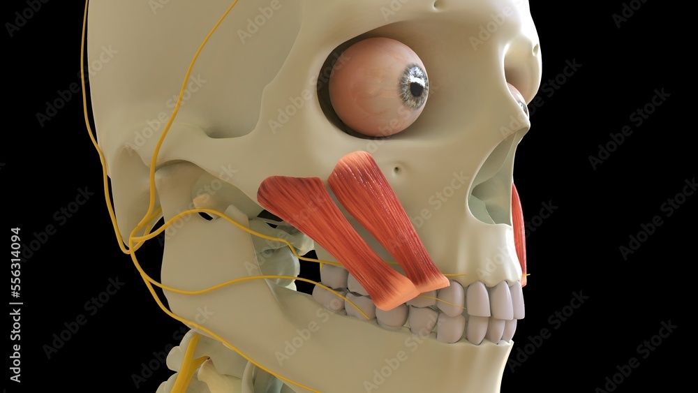 Zygomaticus Muscle