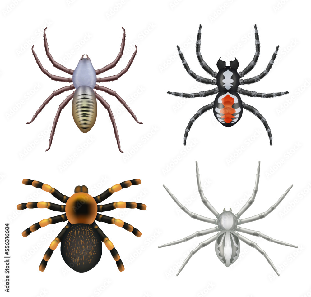 Spiders. Top view scary realistic spiders toxic insects decent vector ...