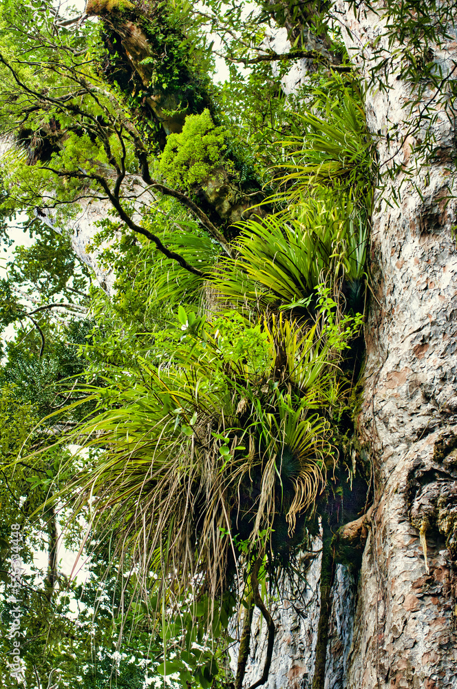 Large number of epiphytes growing on the trunk of a huge kauri tree, in ...