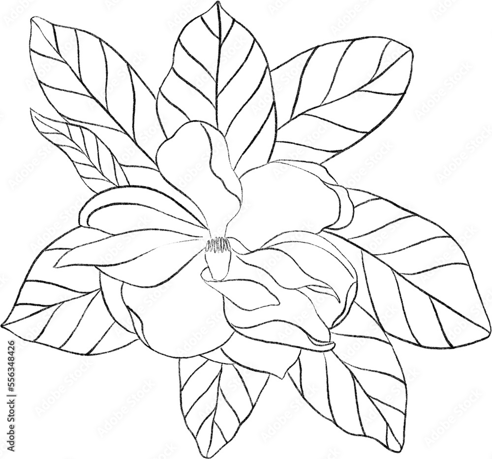 Set hand drawn flowers line art - Botanical illustration, pencil sketch ...