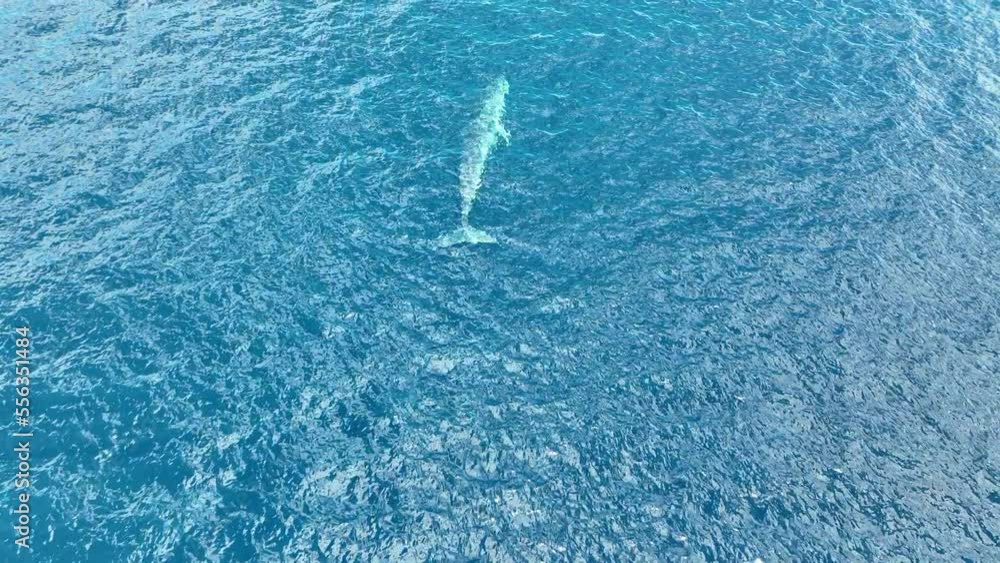 Video „An Omura's whale, Balaenoptera edeni, comes to the surface to ...