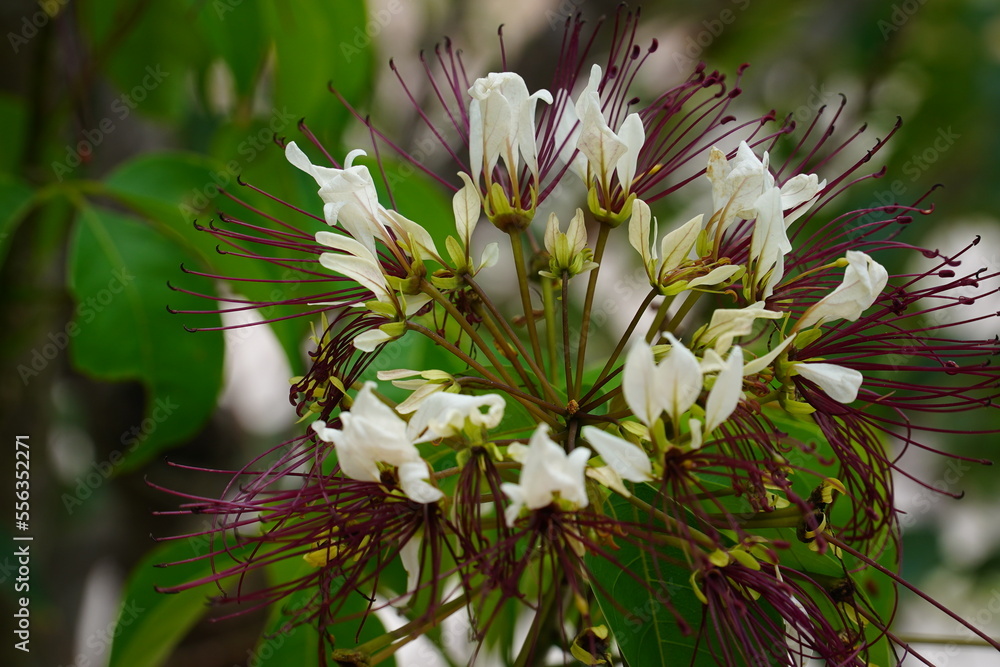 Flower of Crataeva tapia l. (family Capparidaceae) medicinal plant on ...
