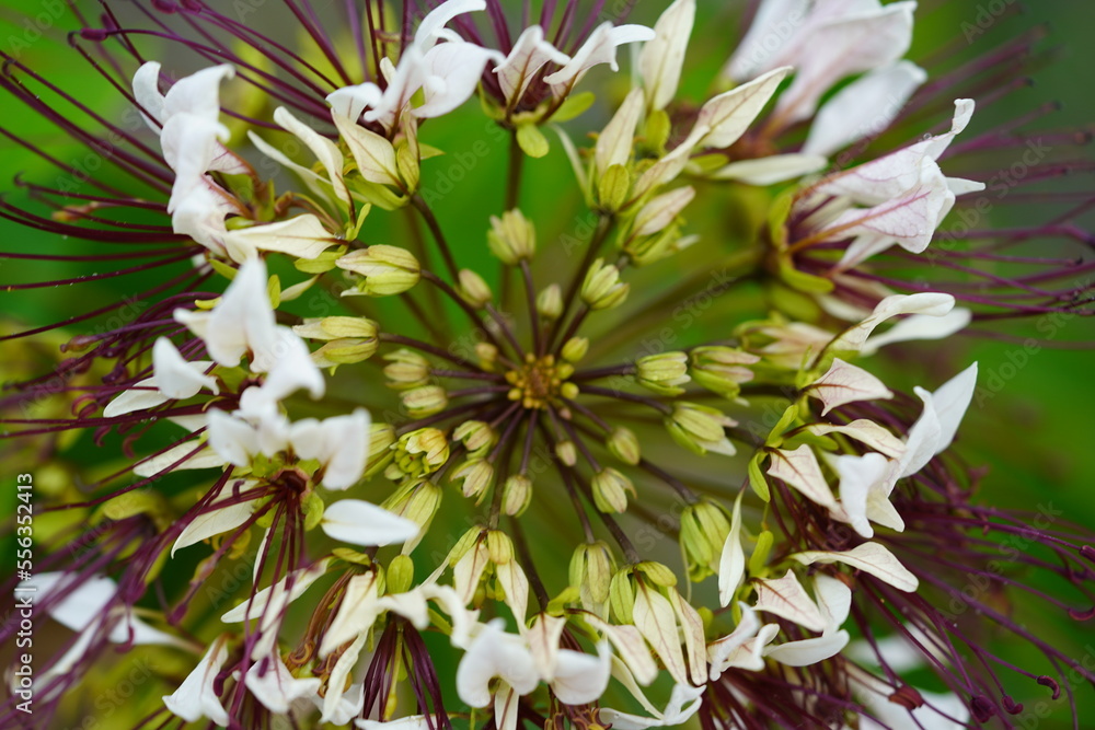 Flower of Crataeva tapia l. (family Capparidaceae) medicinal plant on ...