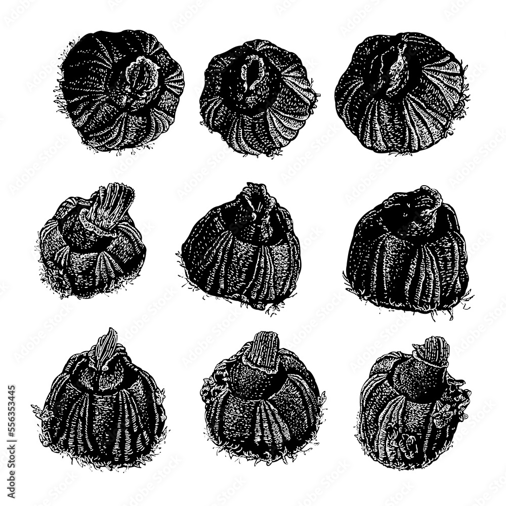Barnacle hand drawing vector illustration isolated on background. Stock ...