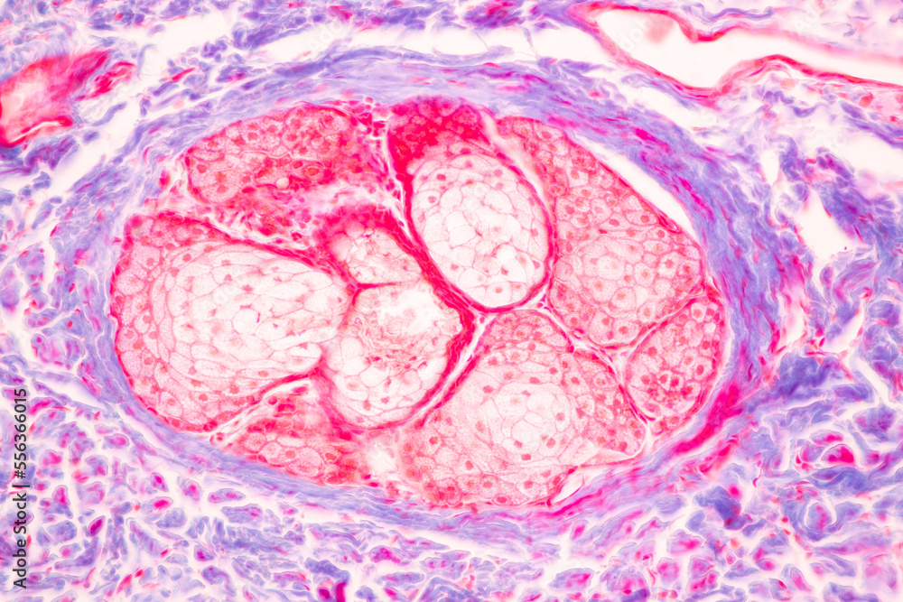 Characteristics Tissue of Optic nerve Human, Cornea from eye Human and ...