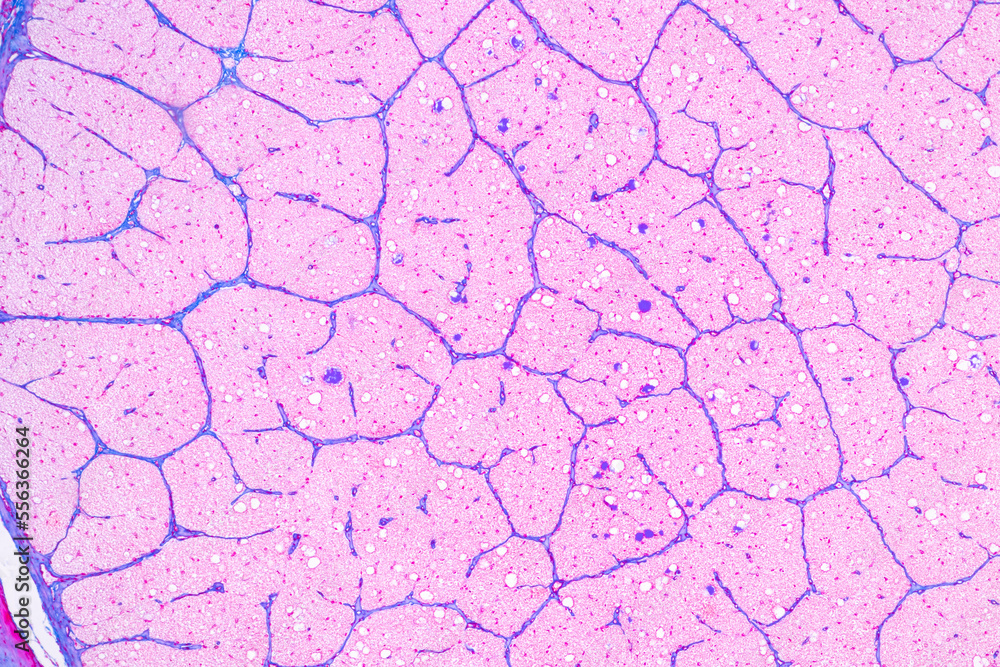 Characteristics Tissue of Optic nerve Human, Cornea from eye Human and ...