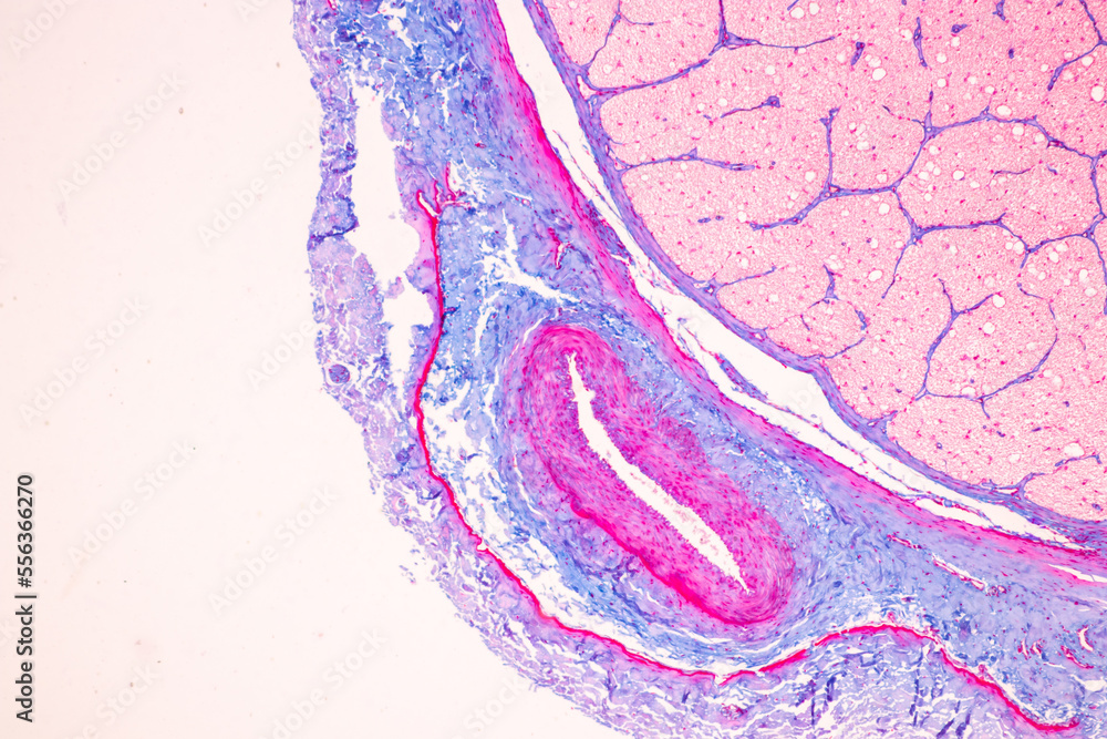 Characteristics Tissue of Optic nerve Human, Cornea from eye Human and ...