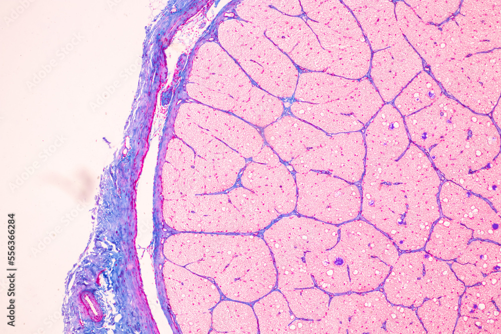 Characteristics Tissue of Optic nerve Human, Cornea from eye Human and ...