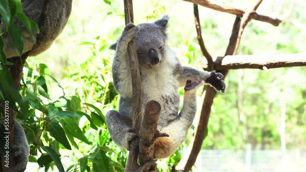 Female koala, phascolarctos cinereus stretch out its upper limb ...