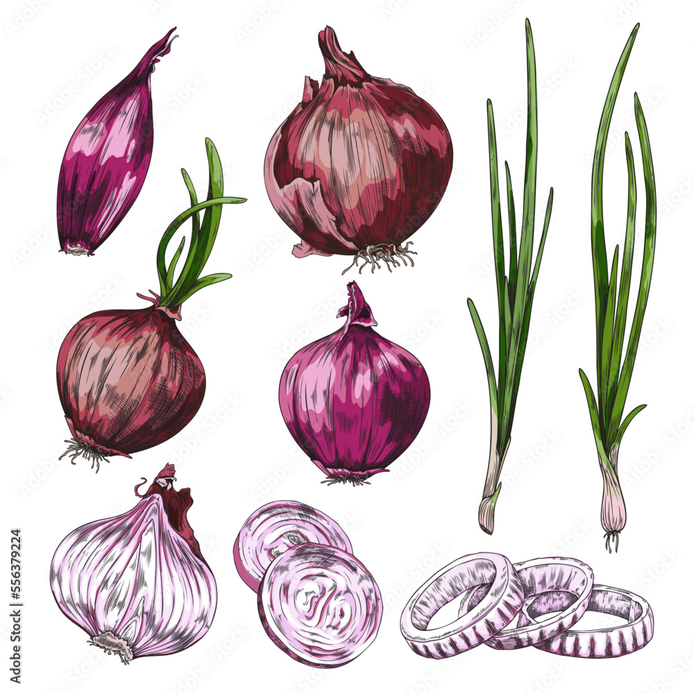 Hand drawn onion set, colored sketch vector illustration isolated on ...