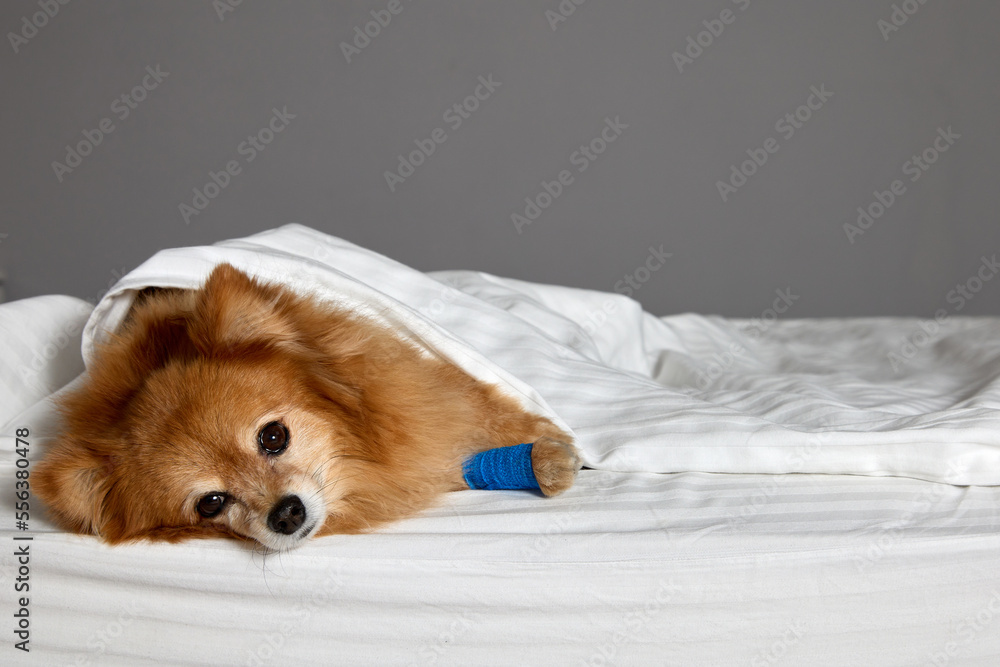Sad little furry dog with an injured paw rests after dressing in ...