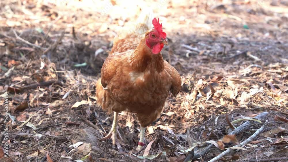 Free range chicken rooster, gallus gallus domesticus digging and ...