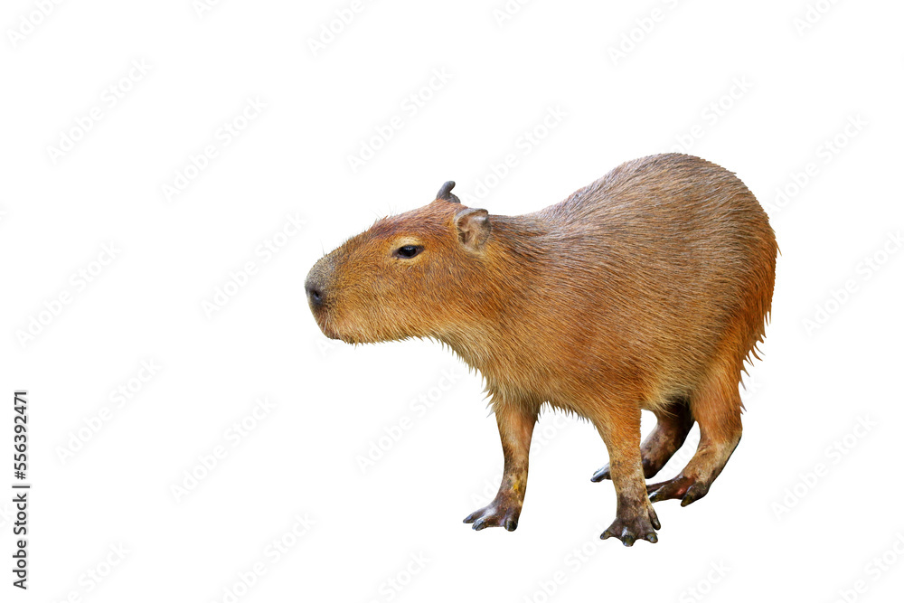 Capybara isolated on transparent background. Stock Photo | Adobe Stock