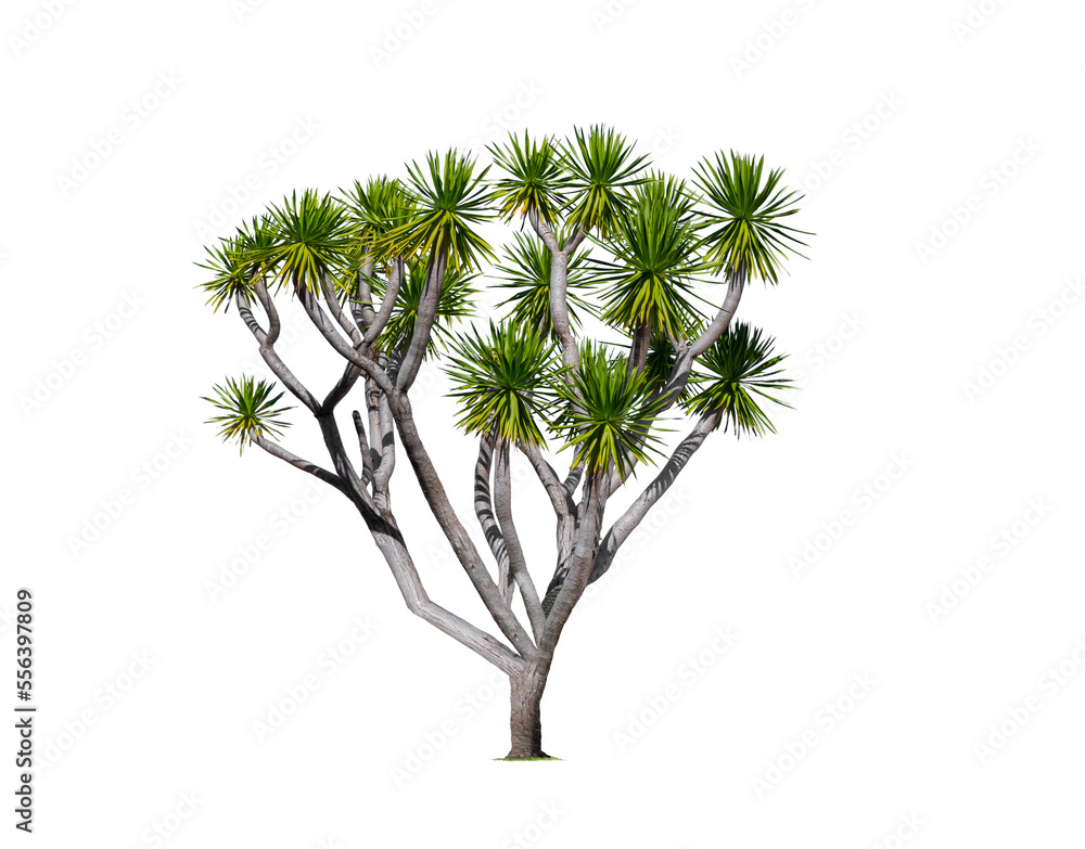 Beautiful Spineless yucca (Yucca elephantipes) tree on transparent background, png file Stock ...