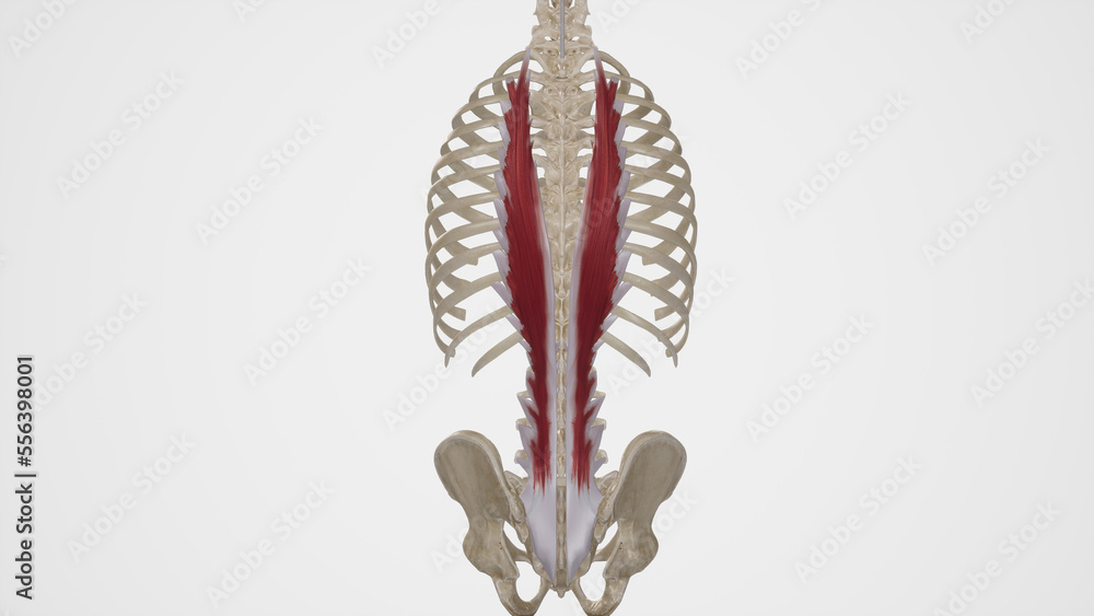 Anatomical Illustration of Longissimus Thoracis.3d rendering Stock ...