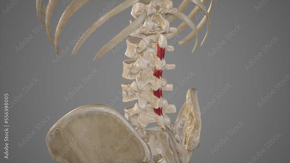 Anatomical Illustration of Lumbar Interspinales.3d rendering Stock ...