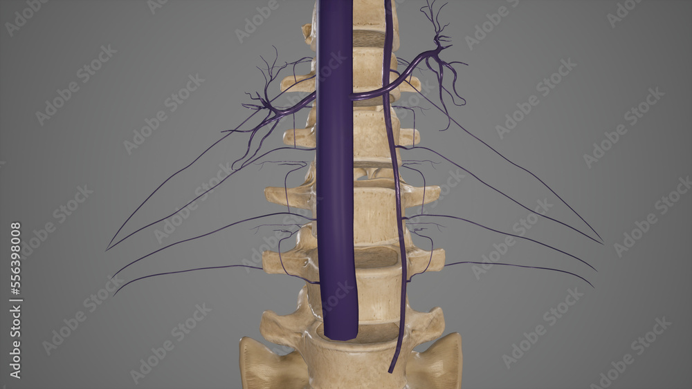 Anatomical Illustration of Lumbar Veins.3d rendering Stock Illustration ...
