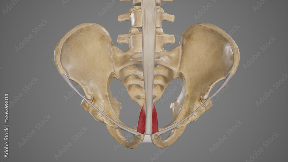 Anatomy of Abdominal Muscles Pyramidalis.3d rendering Stock ...