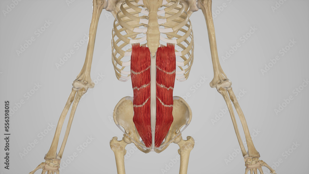 Medical Illustration of Rectus Abdominis Muscle.3d rendering Stock ...
