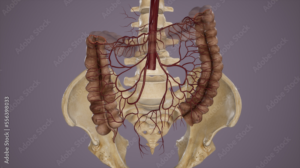 Superior and Inferior Mesenteric Arteries.3d rendering Stock ...