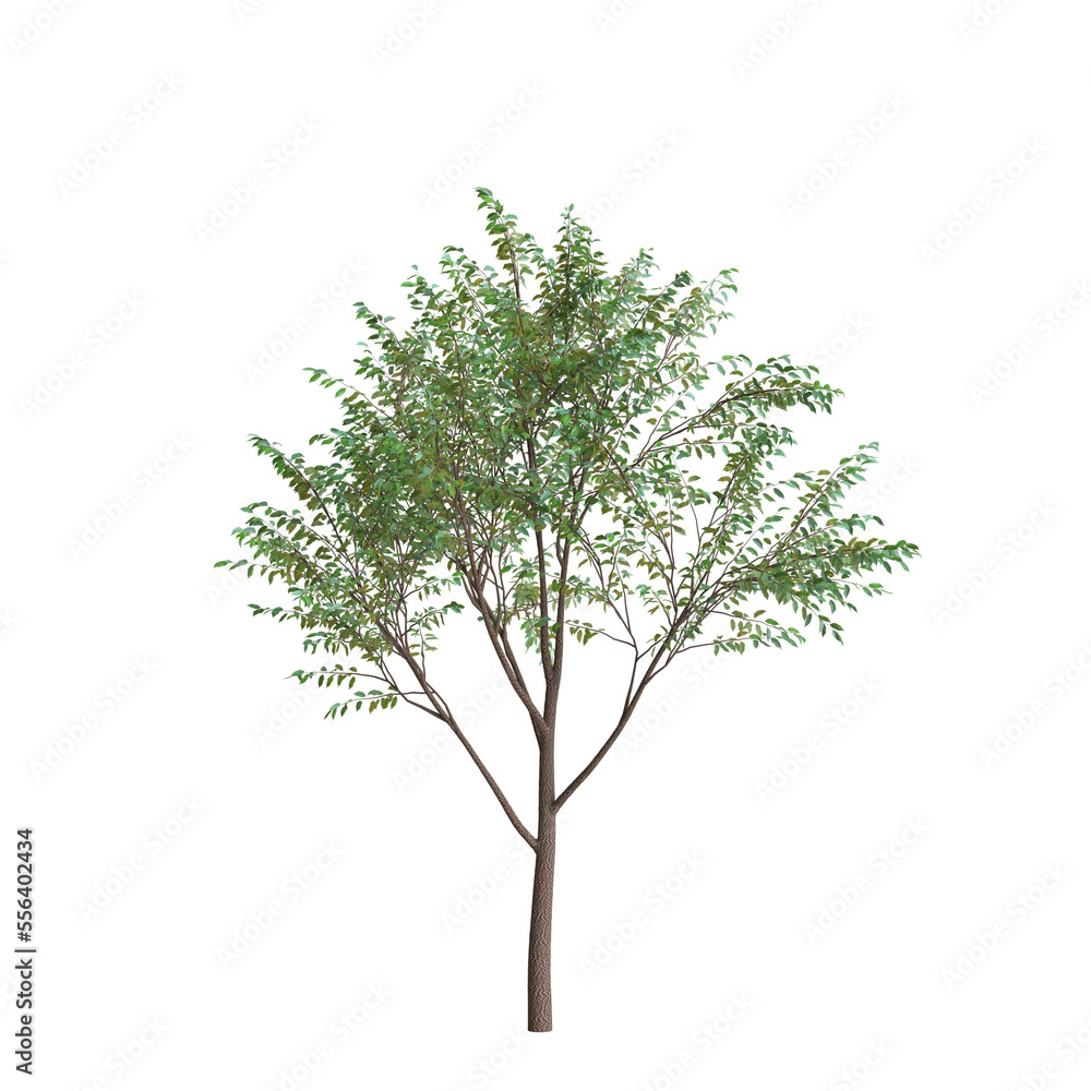 3d illustration of street tree isolated on transparent background Stock ...