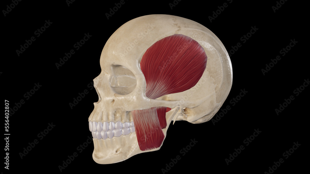 Muscles of Mastication Anatomy.3d rendering ilustración de Stock ...
