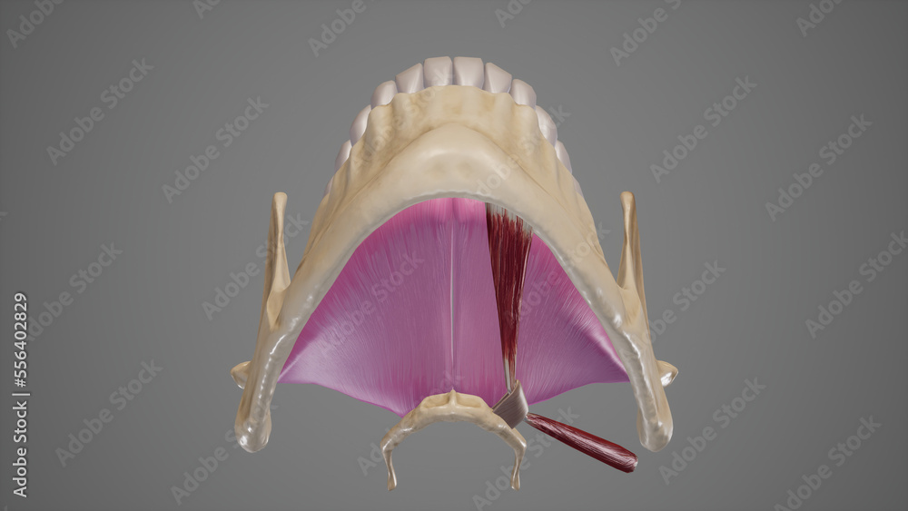 Anatomical Illustration of Mylohyoid Muscle.3d rendering Stock ...