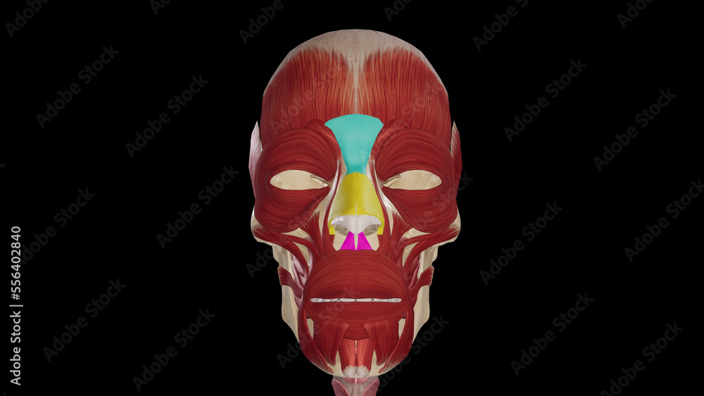 Nasal Group of Facial Muscles.3d rendering Stock Illustration | Adobe Stock