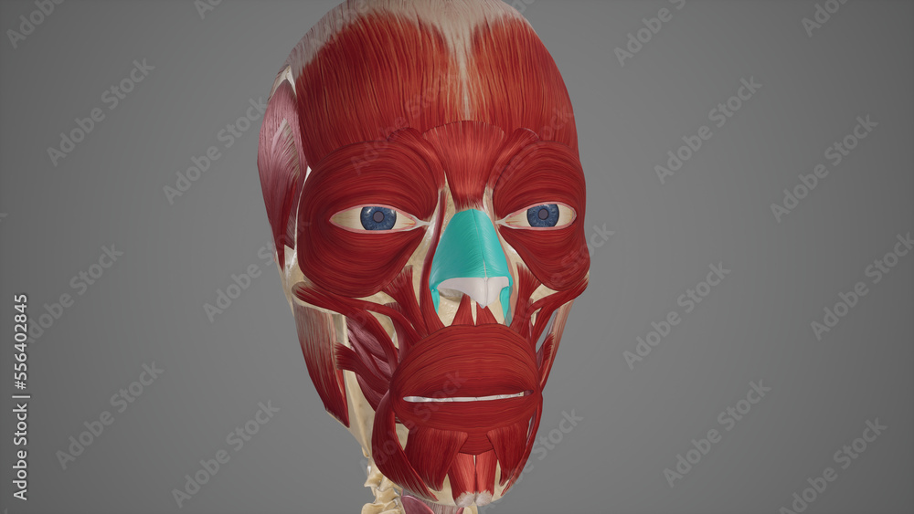 Anatomical Illustration of Nasalis Muscle.3d rendering Stock ...