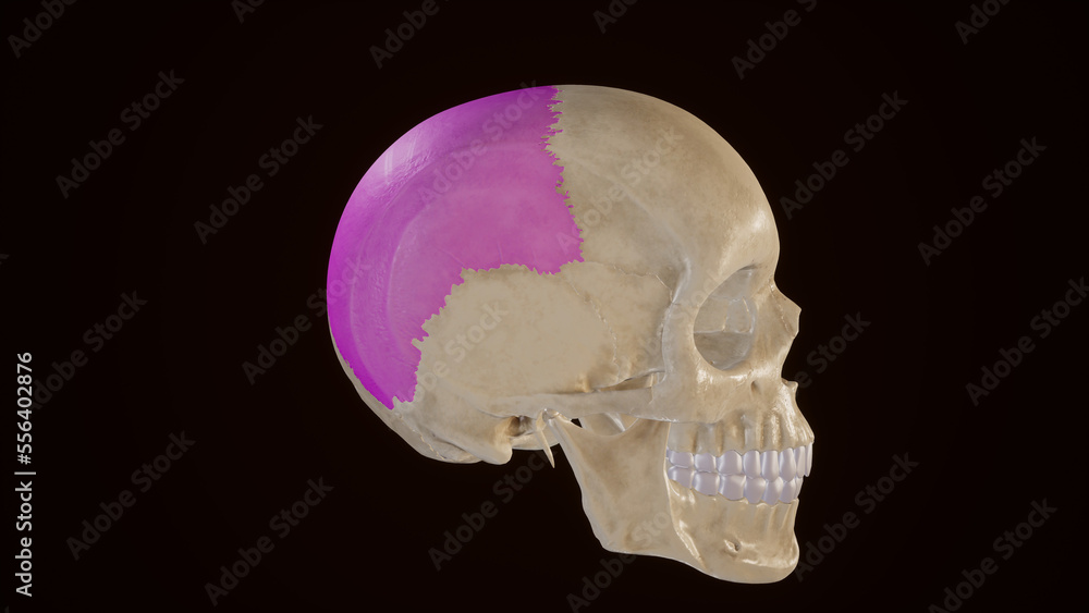 Lateral View of Parietal Bone Stock Illustration | Adobe Stock