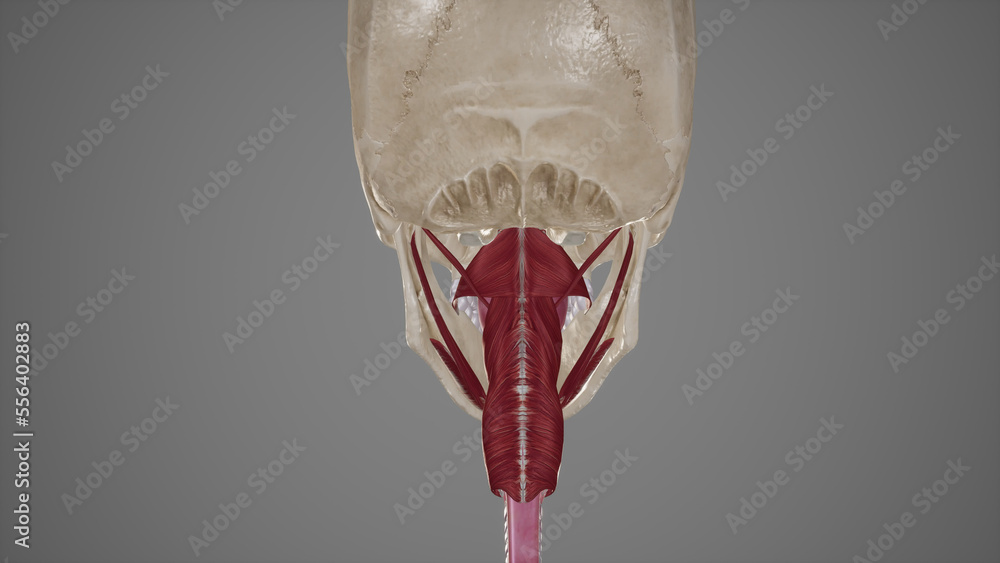 Posterior View of Muscles of Pharynx.3d rendering Stock Illustration ...